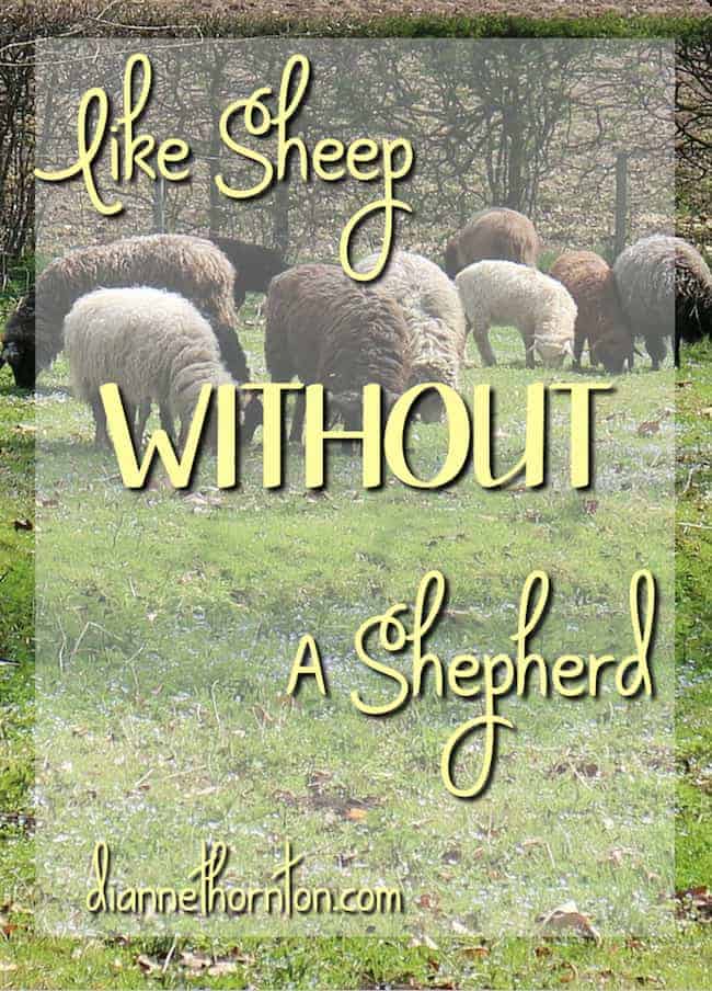 Like Sheep WITHOUT a Shepherd - Dianne Thornton